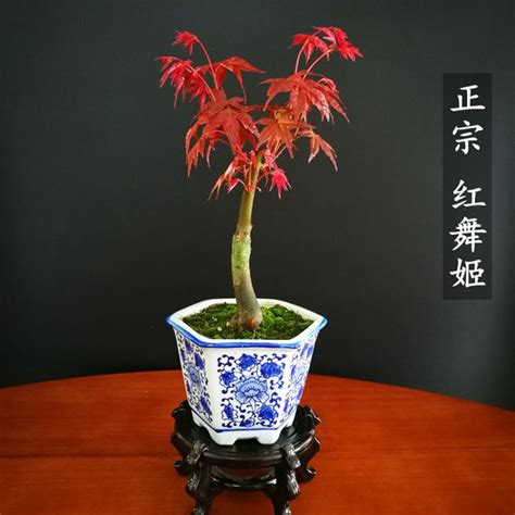 适合做盆景的红枫品种适合盆景的枫树品种适合盆栽的红枫品种第4页大山谷图库