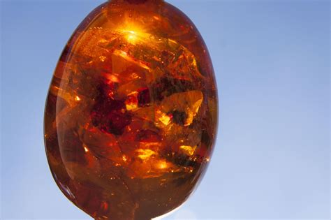 600 Free Amber And Nature Images Pixabay