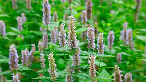 What Does Patchouli Smell Like