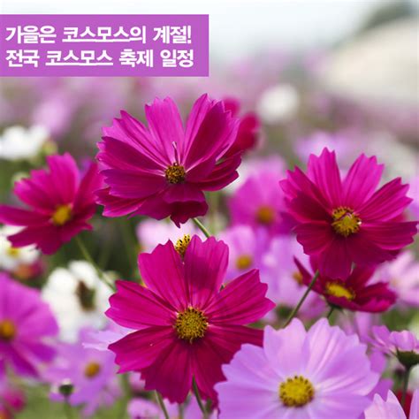 가을은 코스모스의 계절 전국 코스모스 축제 일정
