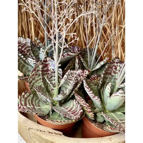Φυτά Εσωτερικού Χ΄ώρου - Kalanchoe humilis zebra (13 x 35)