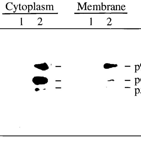 Cell Surface Expression Of Nucleolin Monitored By Facs Analysis With A
