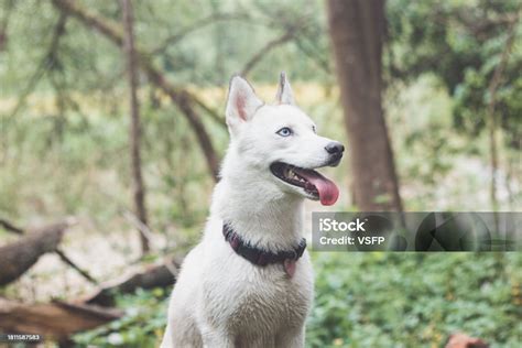 Siberian Husky Putih Dengan Mata Biru Tajam Berdiri Di Hutan Yang Penuh