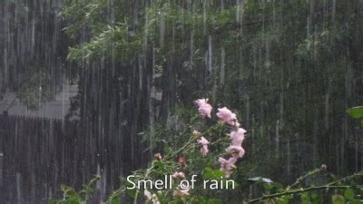 Post 703089017685737472 Pick Tree Leaves77 Tumblr Com Tumbex