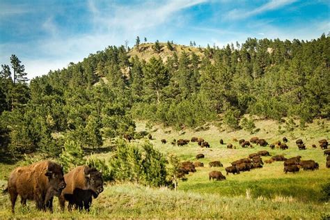 2024 Rapid City Full Day Private Sightseeing Tour In South Dakota