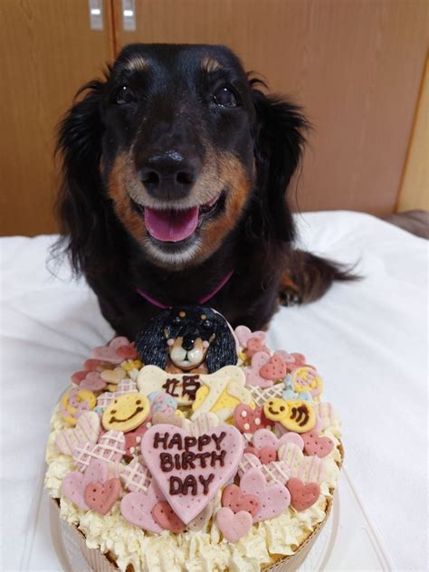 お誕生日 愛犬とあたし