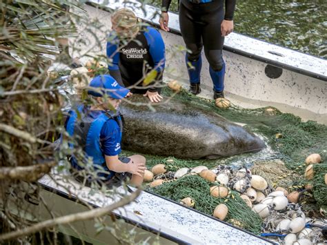 Florida Manatees Are Dying Of Starvation At An Alarmingly High Rate NPR