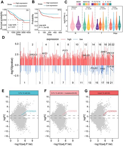 The Crosstalk Role Of Cdkn2a Between Tumor Progression And Cuproptosis