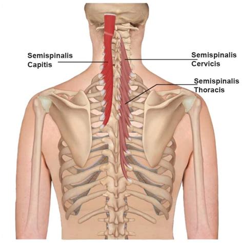 Semispinalis Capitis Anatomy Origin Insertion Action Innervation