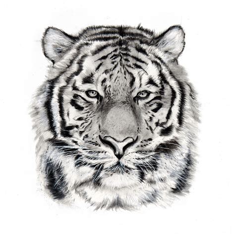ORIGINAL Tiger Charcoal Drawing On Paper Etsy