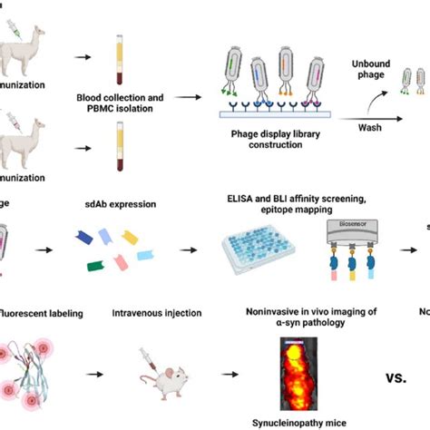 An Overview Of The Development Of The Anti α Syn 2d8 2d10 Versus