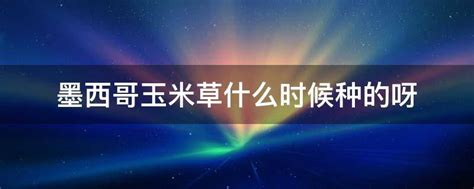 墨西哥玉米草什么时候种的呀 业百科
