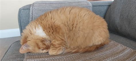 When You Find The Catnip R Britishshorthair