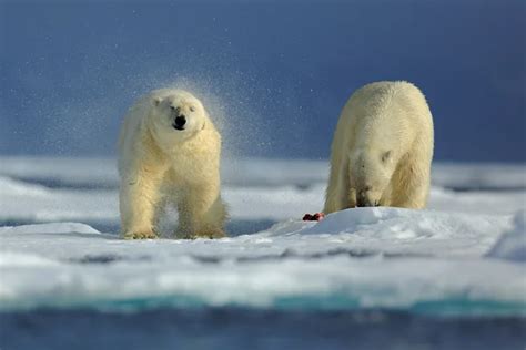 ᐈ Oso polar imágenes de stock fotos osos polares descargar en Depositphotos