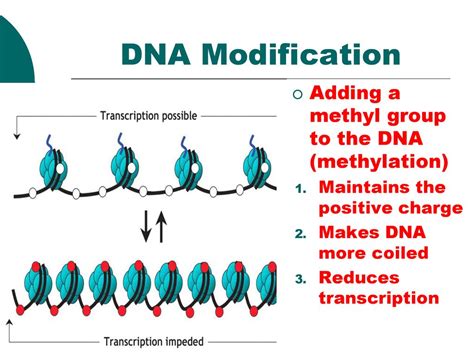 Chromosomes Ap Biology Ms Day Ppt Download