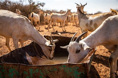 Homepage Actionaid Usa