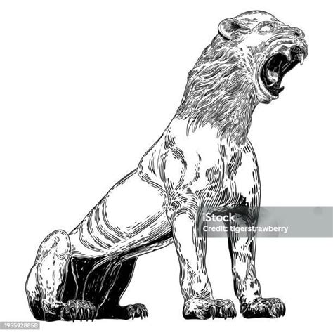 Tiger Roaring Drawing On White Background Illustration Of Angry
