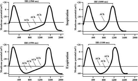 Heart Rate Variability Saturation Effect Respiration‐related Episodic