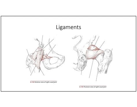 Coxal Joint Ligaments Anterior And Posterior — Printable Worksheet