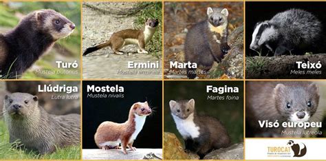 Mustélidos Clasificación Características y Ejemplos