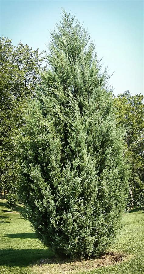 Burkii Juniper For Sale Online The Tree Center