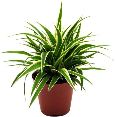 Haworthia Limifolia Twister Pflegeleichte Sukkulente Seltene