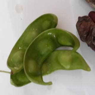 Jual Benih Biji Kacang Kratok Benih Biji Roay Isi Biji Shopee Indonesia