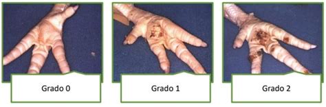 Factores Predisponentes De Pododermatitis En Broilers Engormix