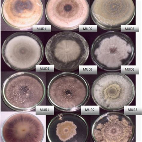 Endophytic Fungi Isolates Download Scientific Diagram