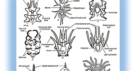Larval Forms Of Echinoderms Larval Forms Of Echinoderms