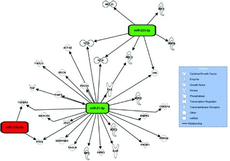 In Silico Target Analysis Performed With Qiagen Ingenuity Pathway