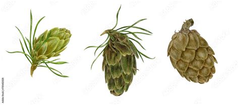 3 Stages Of Larch Cone Development Hand Drawn Realistic Botanical