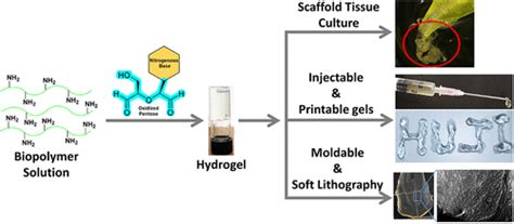 Nucleoside Based Cross Linkers For Hydrogels With Tunable Properties Acs Applied Materials