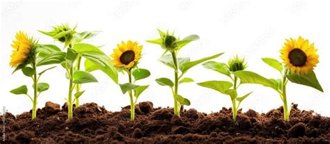 Growing Sunflower Plants In A Small Plot Of Land With The Intention Of