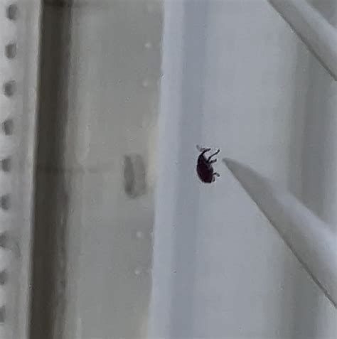 Wee Window Weevil R Weeviltime