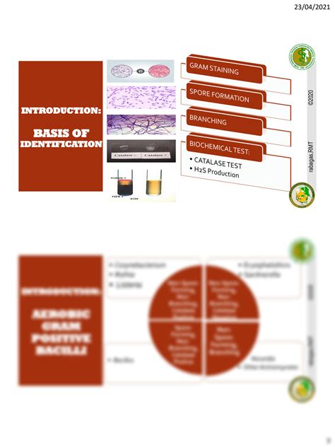 Solution Aerobic Gram Positive Bacilli Studypool