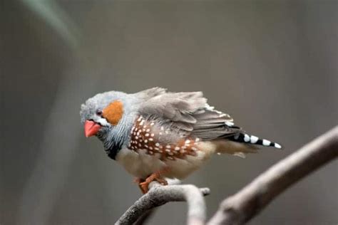 Where Do Finches Sleep At Night Earth Life