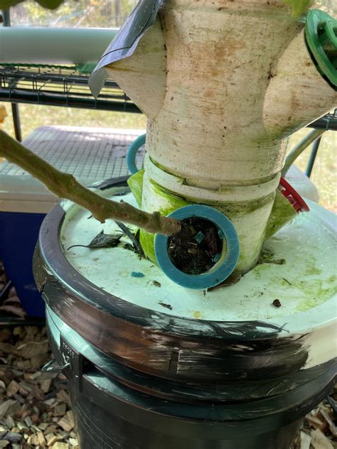 Help Why Is My Tomato Plant Suddenly Wilting Rhydroponics