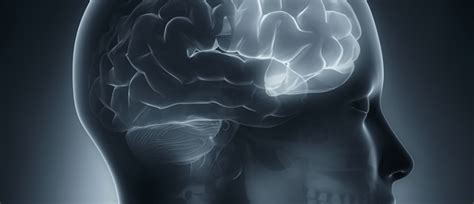 Get To Know Your Brain The Frontal Lobe UPMC HealthBeat