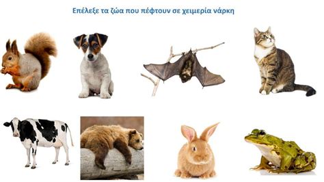 Ζώα που πέφτουν σε χειμερία νάρκη 1023 Αγγελική