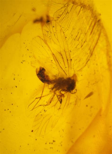 Psocodea Barklouse Bioquipbugs