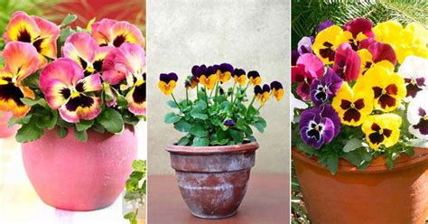 Pansy Flower Meaning And What It Symbolizes