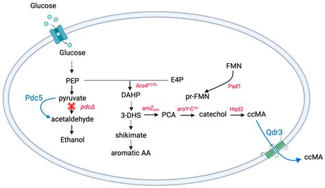 Metabolic Engineering And Process Intensification For Muconic Acid