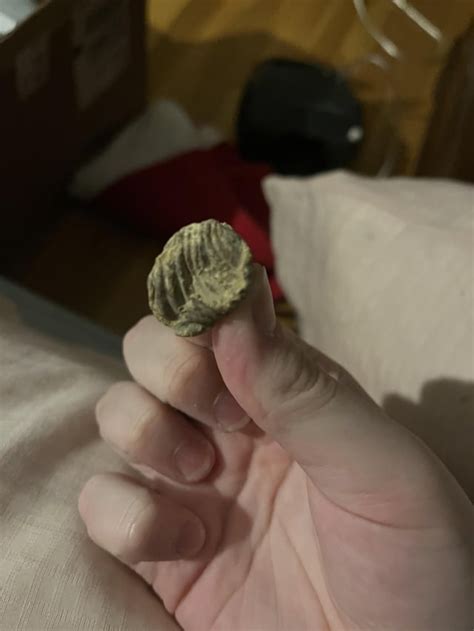 Fossil With Orange Uv Light Help R Fossilid