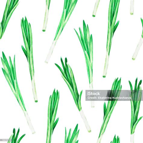 매끄러운 패턴 의 녹색 양파 수채화 일러스트레이션 흰색 배경에 격리 디자인용 양파에 대한 스톡 벡터 아트 및 기타 이미지 양파 패턴 0명 Istock