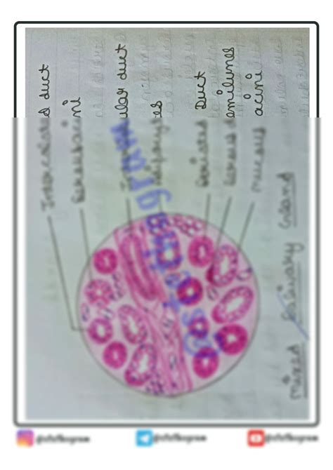 SOLUTION Mixed Salivary Gland Histology Diagram Studypool