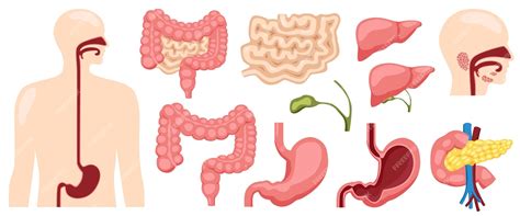 Premium Vector Human Digestive System Medical Illustration For