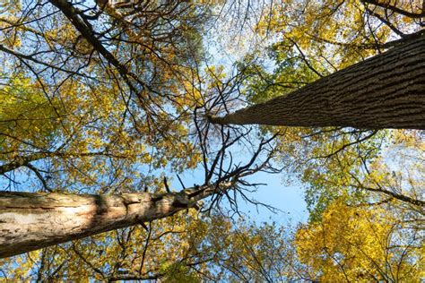 Bottom View Of The Treetops In The Autumn Forest Autumn Forest
