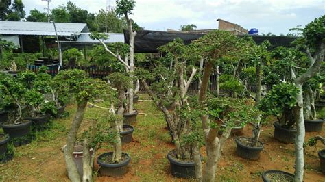 WOW SELAIN UNTUK BONSAI POT WACANG Wahong Sancang CANTIK UNTUK TAMAN