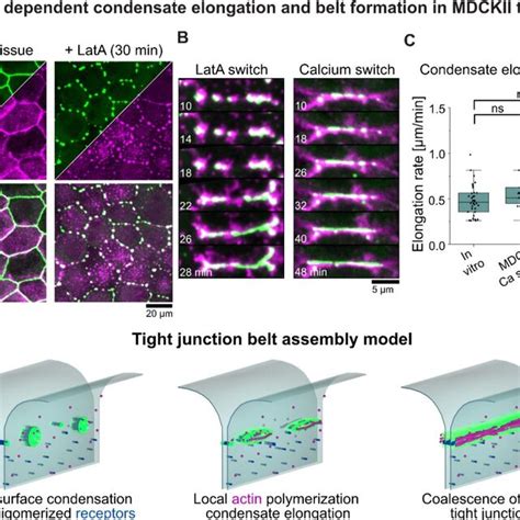 Actin Dependent Elongation Of Junctional Condensates In Epithelial Download Scientific Diagram